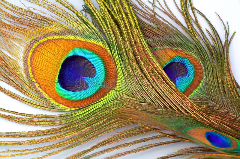 Particolare Della Piuma Del Pavone Fotografia Stock - Immagine di ...