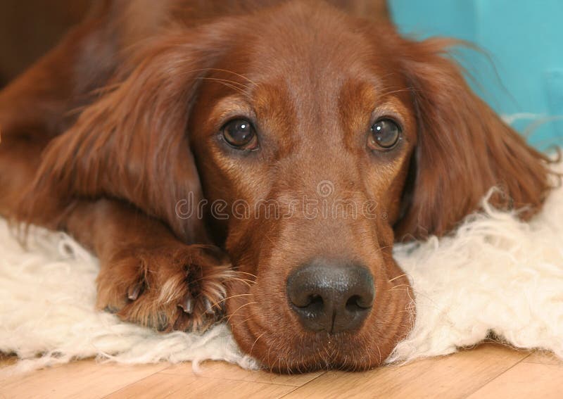 Particolare Della Testa Del Cane Fotografia Stock - Immagine di ...