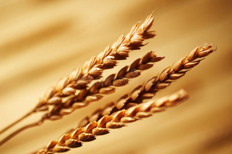 Particolare di frumento immagine stock. Immagine di raccolta - 7017241