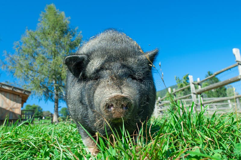 Particular of Black Pig Swine in the Grass Stock Image - Image of snout ...