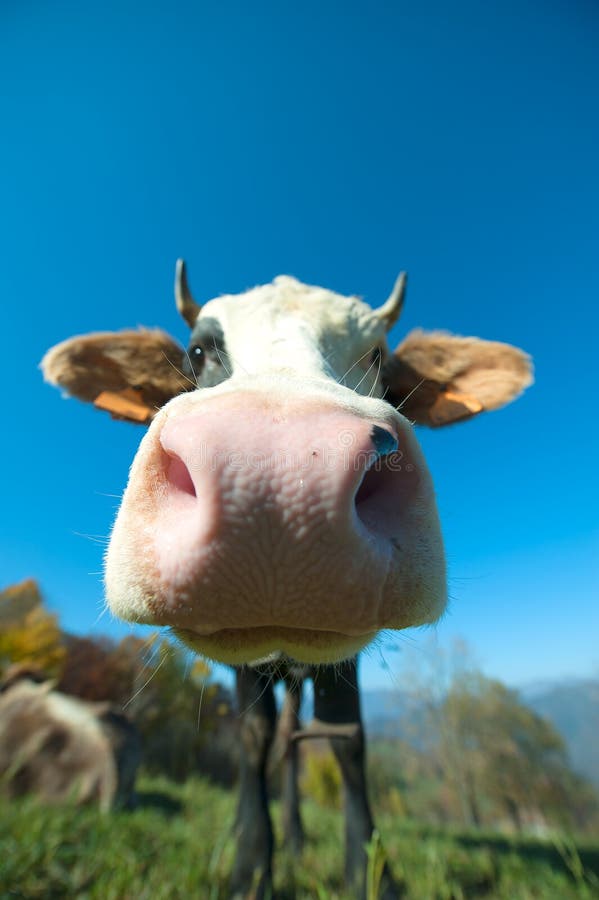 Particular of a Colored Cow Stock Image - Image of summer, amusing ...