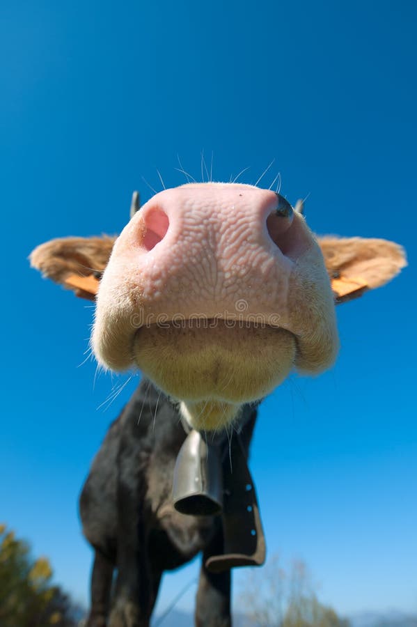 Particular of a Colored Cow Stock Image - Image of nature, autumn: 61880059