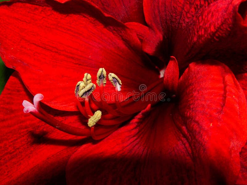 Particular of a flower stock photo. Image of flora, green - 49902248