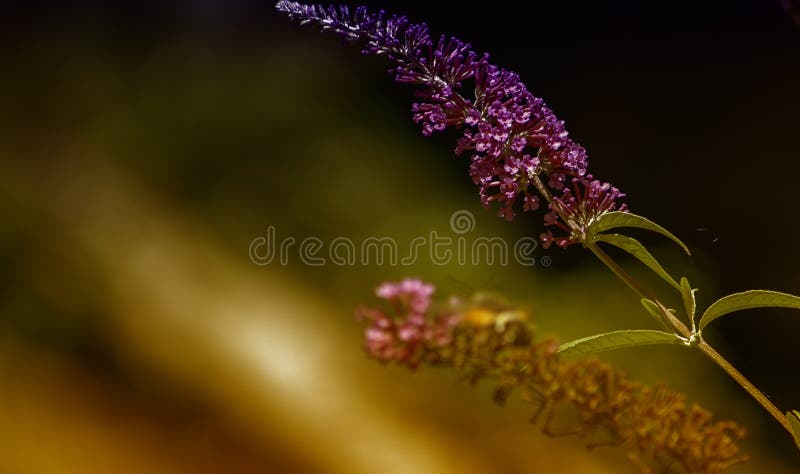 Particular, Image of a Simple Flower in Spring, Nature Often Gives Us ...