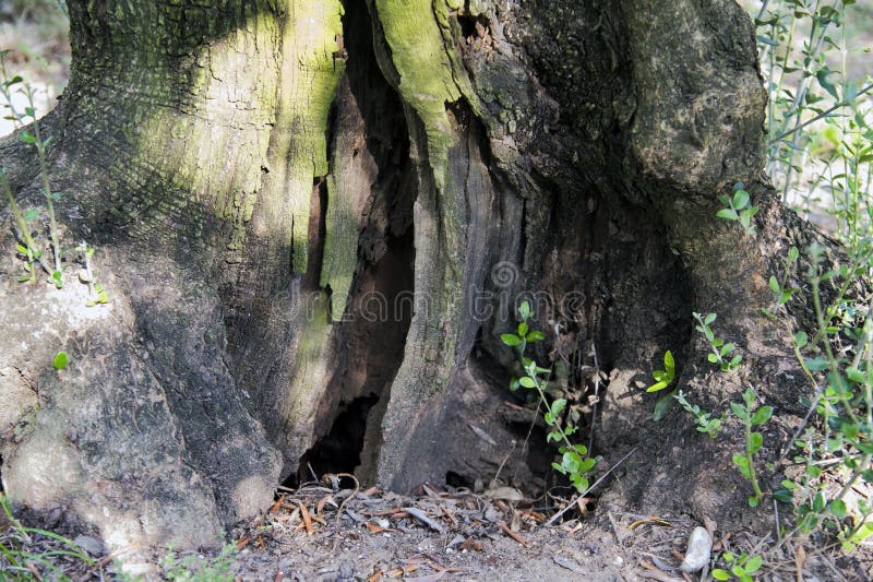 The Different Shapes of Tree Trunks. Stock Image - Image of farm ...