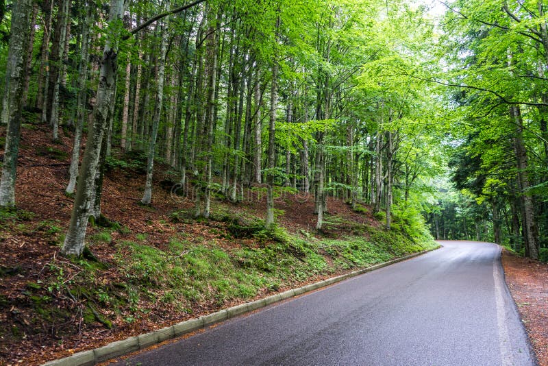 Modern Mountain Road Inside a Forest 4 Stock Photo - Image of forest ...