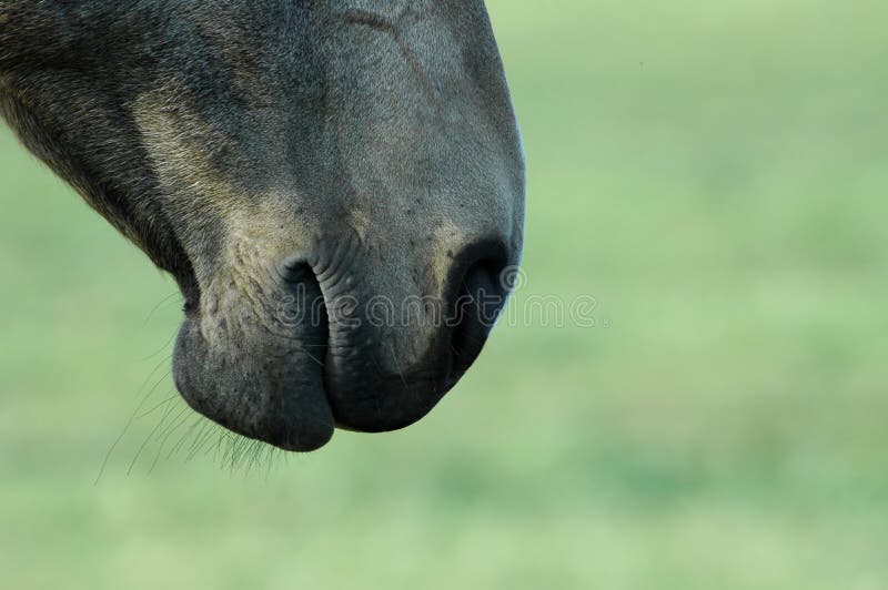 Bouche de cheval image stock. Image du curiosité, sauvage - 736393