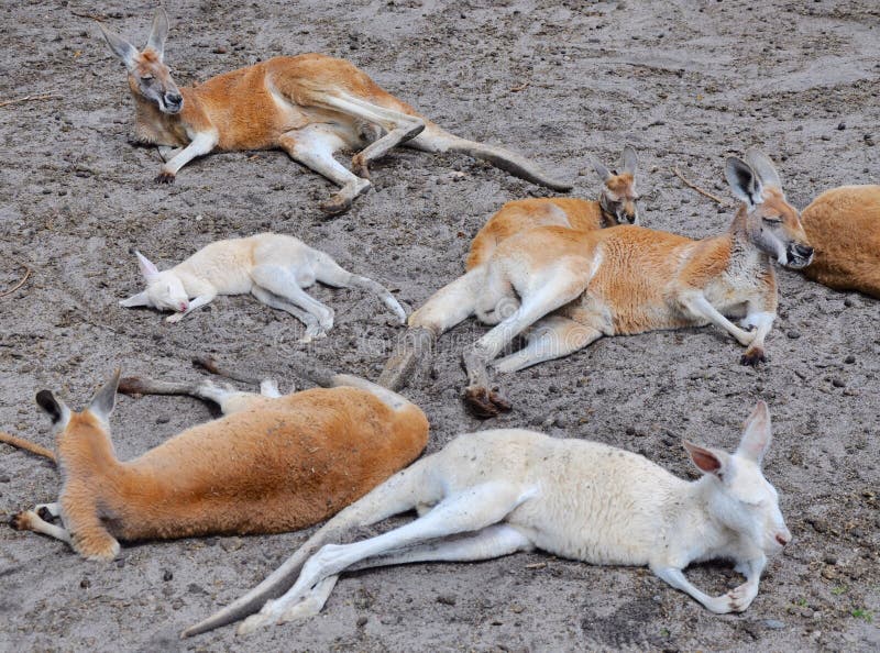Groupe de kangourou image stock. Image du marsupial, joey - 64553269
