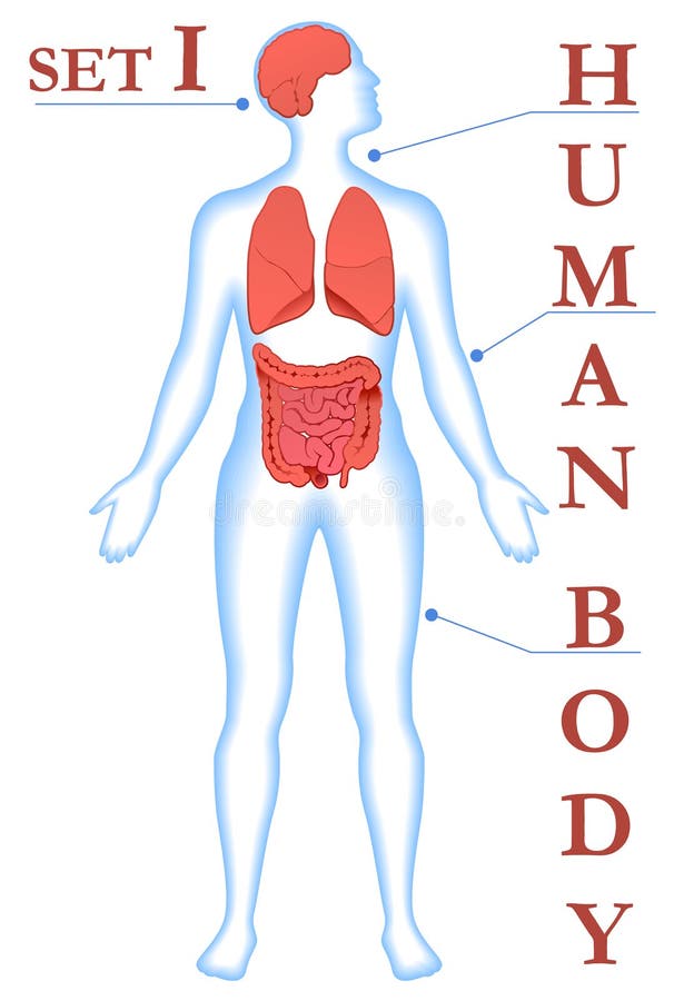 Exemples De Plans Anatomiques Pour Schéma De Section Du Corps Humain ...