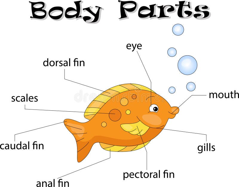 Parties Du Corps De Poissons Illustration de Vecteur - Illustration du ...