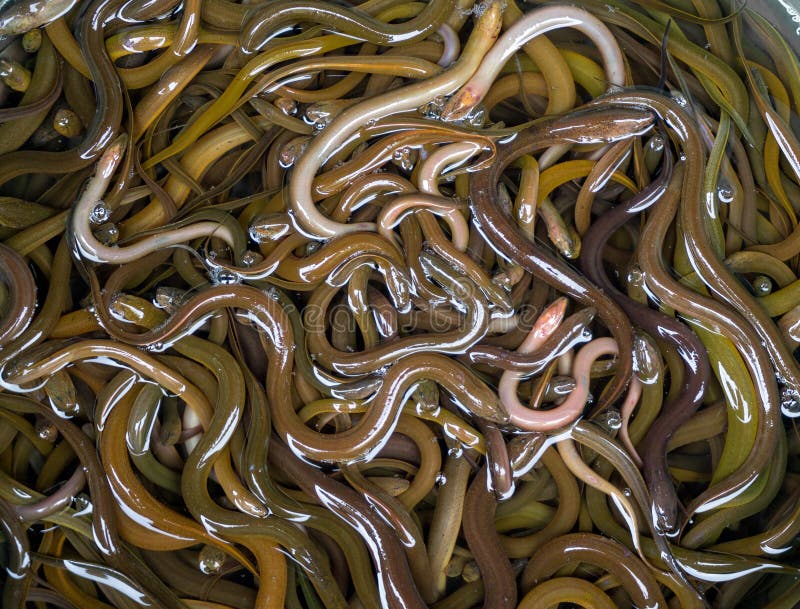 Palingen stock afbeelding. Afbeelding bestaande uit marine - 15692983