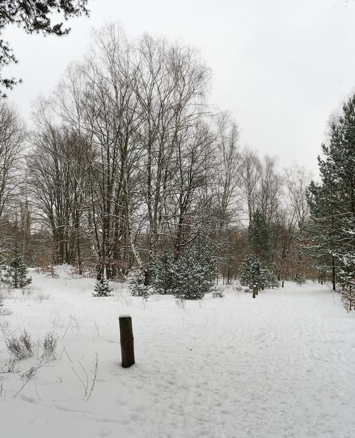 Parting Ways in a Forest, Fresh Snow is on the Ground, Footsteps and ...