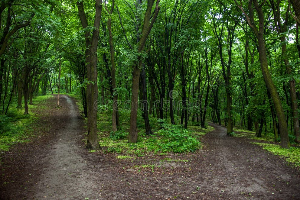 Parting of the Ways in a Green Summer Forest Stock Image - Image of ...