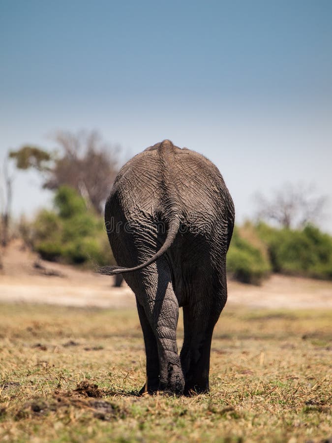 Éléphant Africain Vue énorme De Queue Photo stock - Image du savanna ...