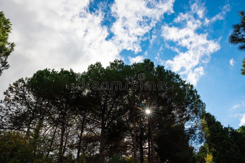 Partly Cloudy Sky and Trees in the Forest. Carbon Net Zero Concept ...
