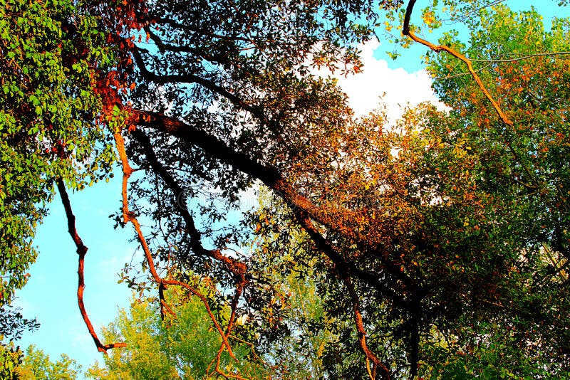 Massive Tree Branch with Autumn Leaves Closes the View of the Blue Sky ...