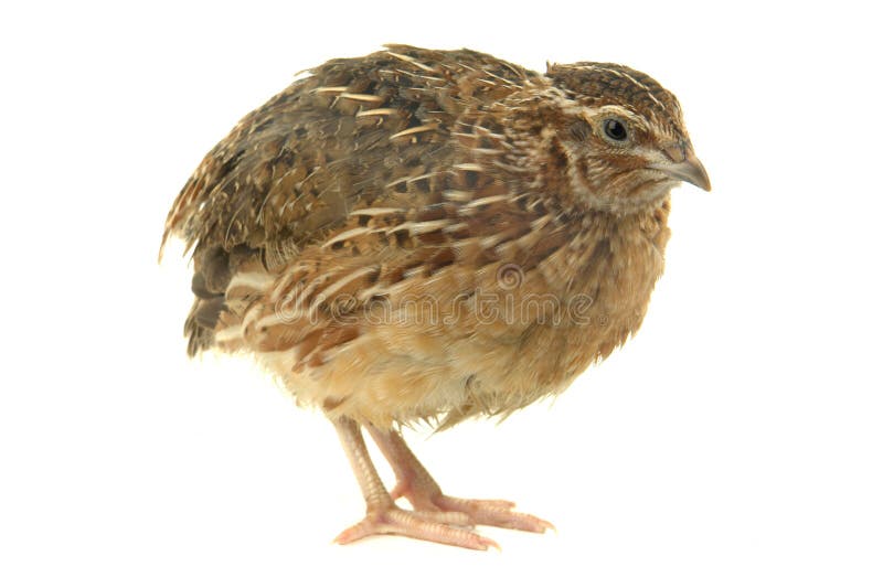 Young Partridge Isolated Stock Photos - Free & Royalty-Free Stock ...