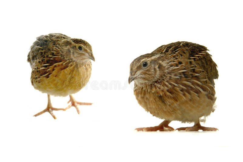 Partridge stock photo. Image of animal, legged, farm - 16860130