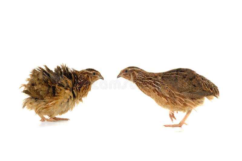 Partridge stock photo. Image of partridge, rural, meat - 10568820