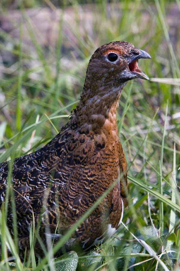 Partridge stock photo. Image of hunt, meadow, wild, bird - 11398578