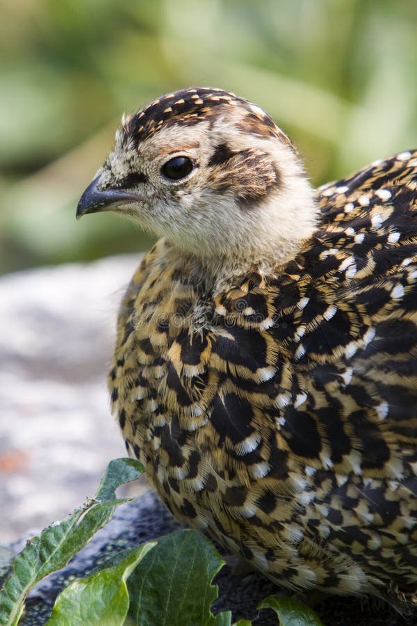 Partridge stock photo. Image of partridge, nature, game - 11398642