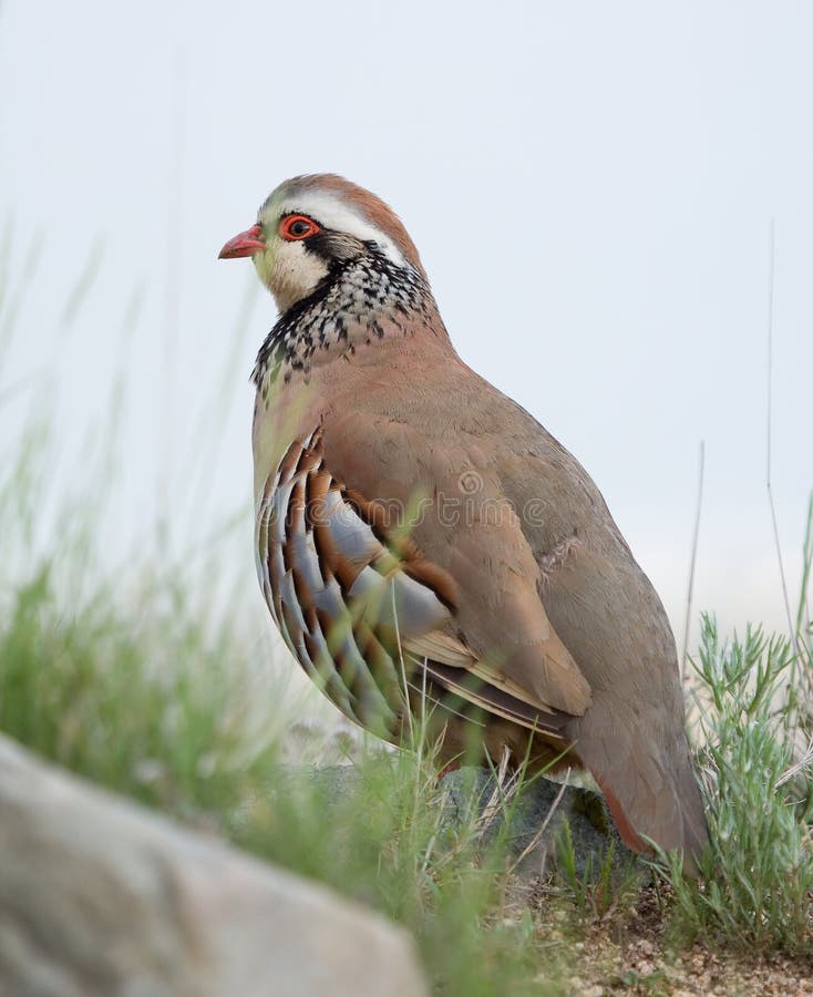 Partridge stock image. Image of hunting, prey, alectoris - 16860089