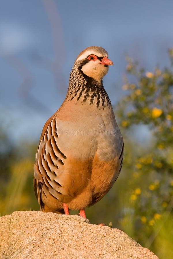 Partridge stock photo. Image of hunt, prey, farm, alectoris - 16860164