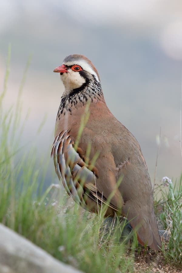 Partridge stock photo. Image of animal, legged, farm - 16860130