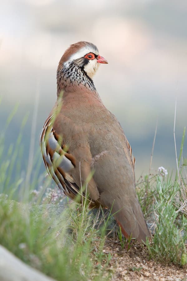 Partridge stock photo. Image of animal, legged, farm - 16860130