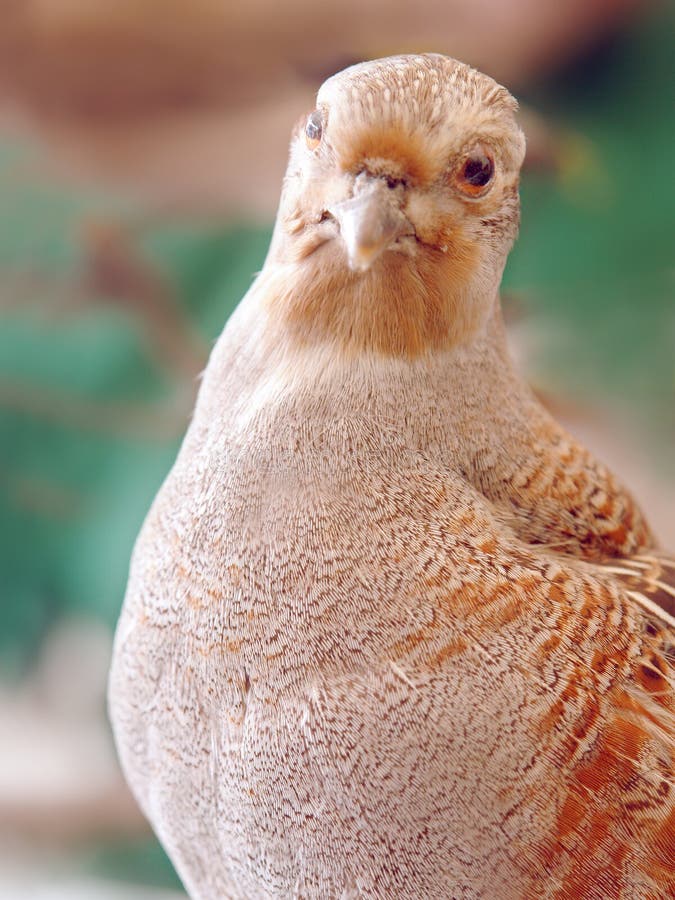 Partridge stock image. Image of wildlife, fauna, wing - 2517135