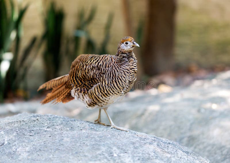 Partridge stock image. Image of hunting, color, quail - 29366825