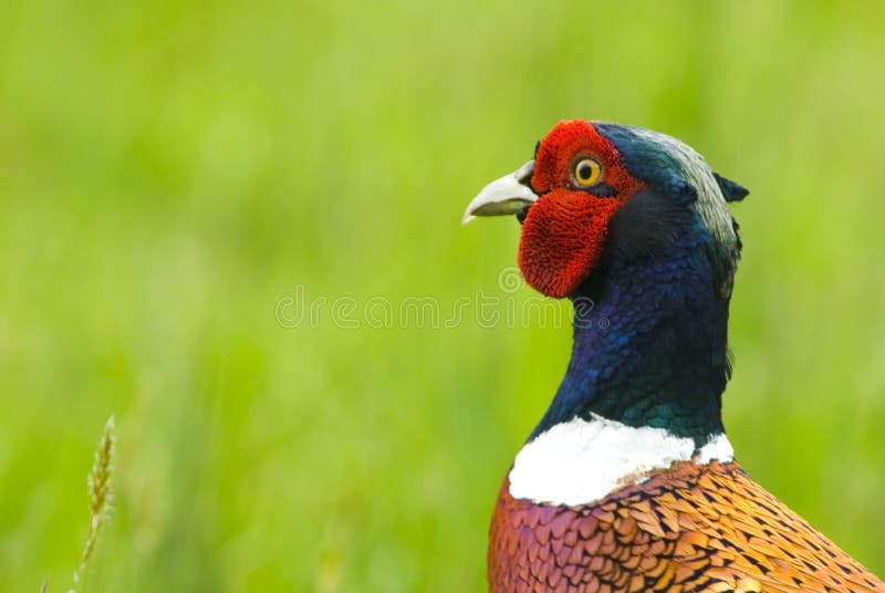 Partridge Pea stock image. Image of august, green, perennial - 83838213