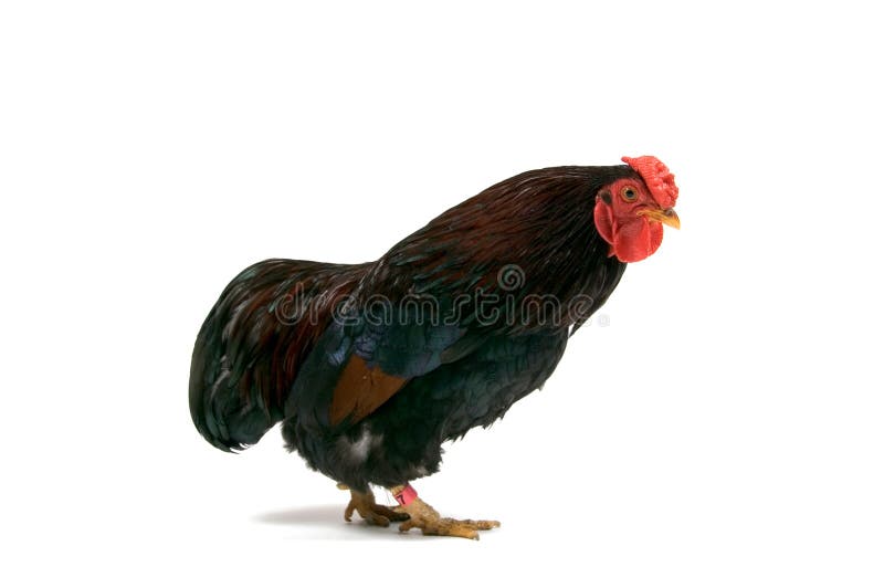Partridge Bantam Rooster stock image. Image of rooster - 14277421