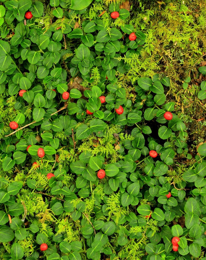 Partridge Berry stock photo. Image of colorful, forest - 79974724