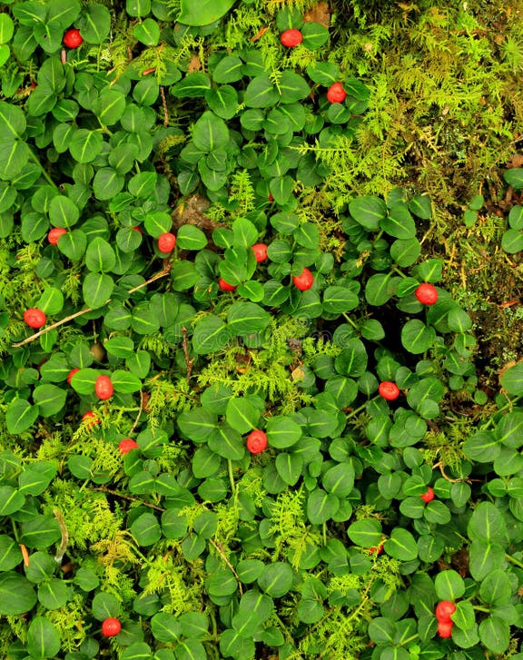 Partridge Berry stock photo. Image of colorful, forest - 79974724