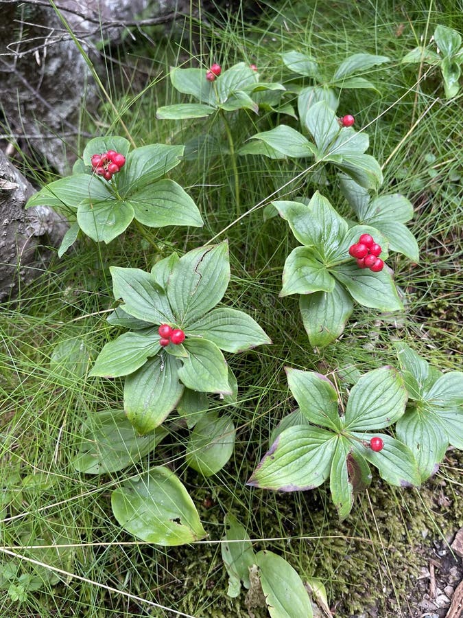 Partridge Pea stock image. Image of august, green, perennial - 83838213
