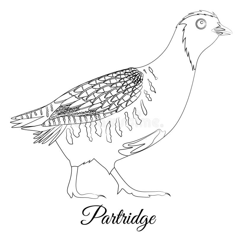 Partridge Hunting Stock Illustrations – 166 Partridge Hunting Stock ...