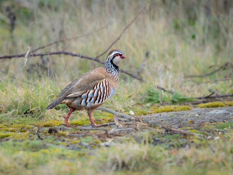 Partridge Bird Walking Along a Winding Pathway in a Lush, Grassy Meadow ...