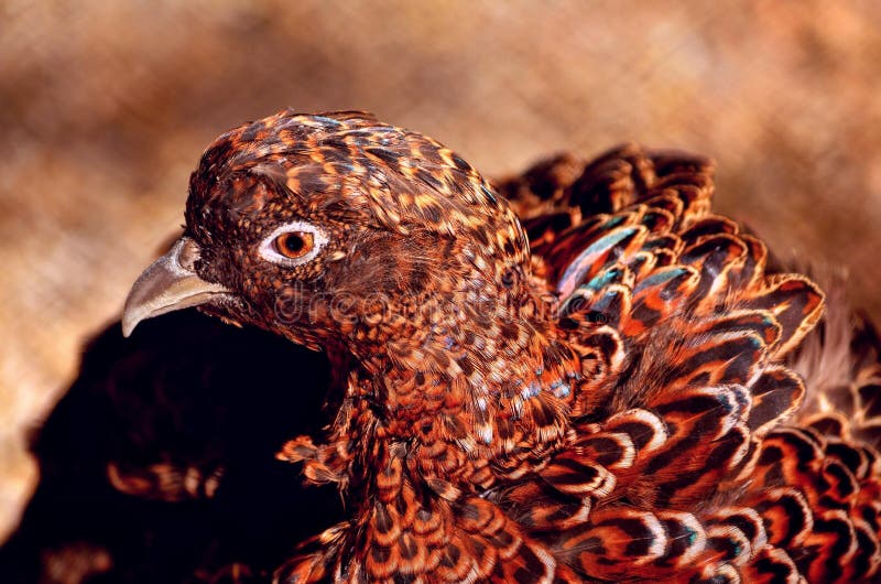 Partridge stock image. Image of birds, partridge, forest - 56694771