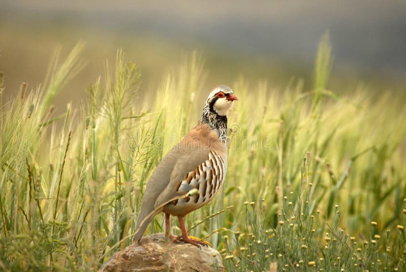 A Partridge in a Cereal Field Stock Photo - Image of wildlife ...
