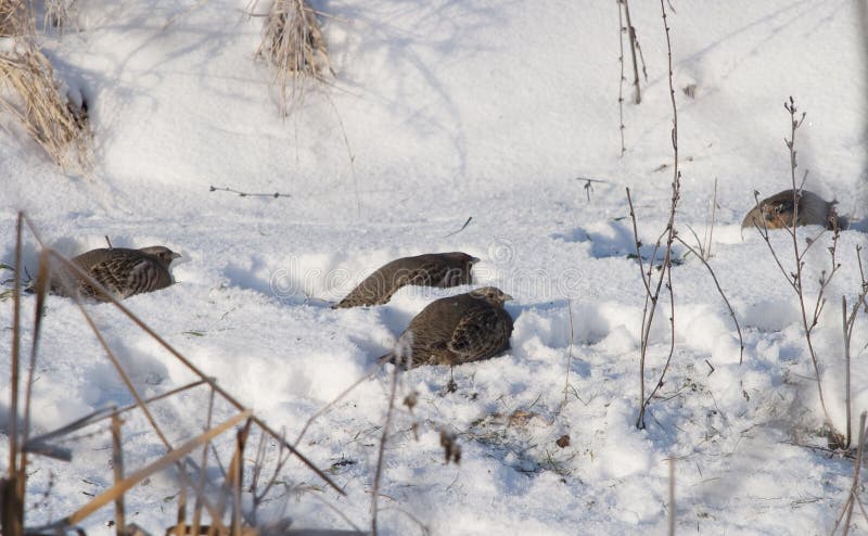 Partridge stock image. Image of birdwatching, rural, fauna - 69300329