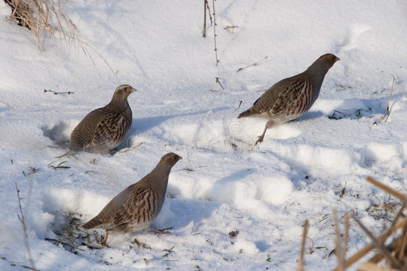 Partridge stock photo. Image of cold, animal, feathers - 69300332