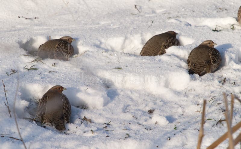 Partridge stock image. Image of beak, wild, cold, season - 69300337
