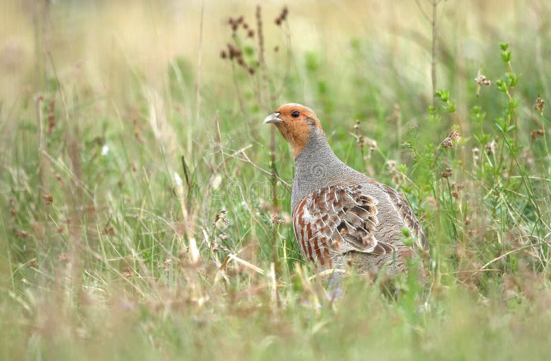 Partridge stock photo. Image of perdix, beak, adorable - 40863200