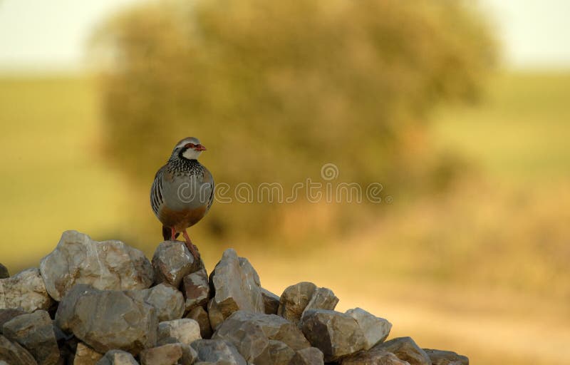 Dawn among the rocks stock image. Image of cloudscape - 45945941