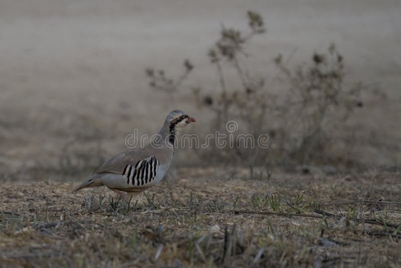 A Partridge at Dawn stock image. Image of ornithology - 258157859