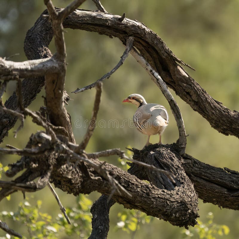 A Partridge on a Dead Tree stock image. Image of habitat - 353061655