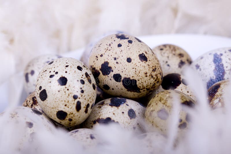 Partridge eggs stock image. Image of fragility, diet - 11303093