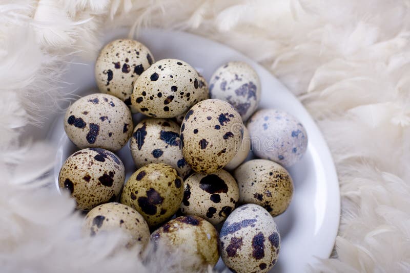 Partridge eggs stock image. Image of diet, food, plate - 11333489