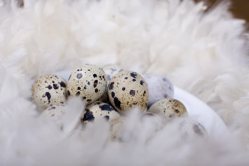 Partridge eggs stock image. Image of diet, food, plate - 11333489